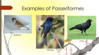 Class aves List | PPTX