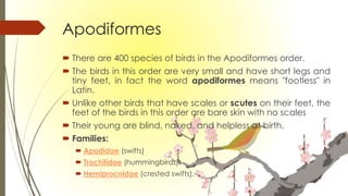 Class aves List | PPTX