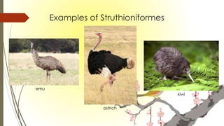 Examples Of Aves