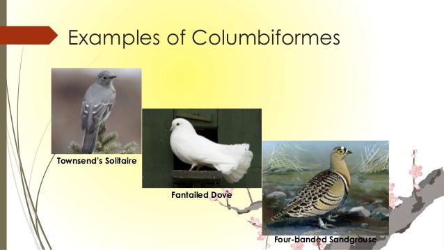 Examples Of Aves