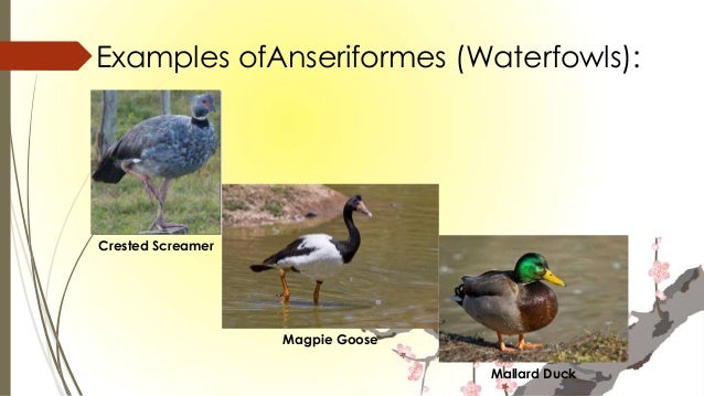 Examples Of Aves