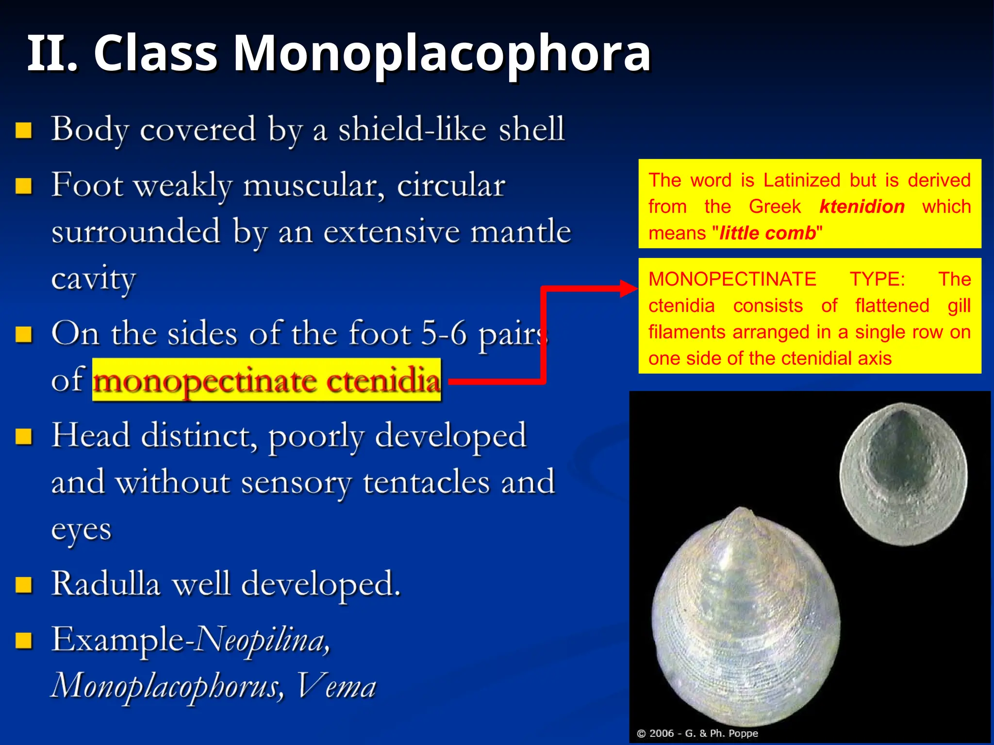 Class-Classification of Mollusca upto class.ppt