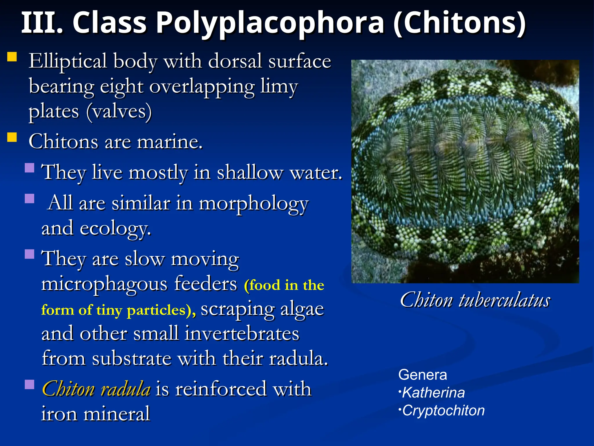 Class-Classification of Mollusca upto class.ppt