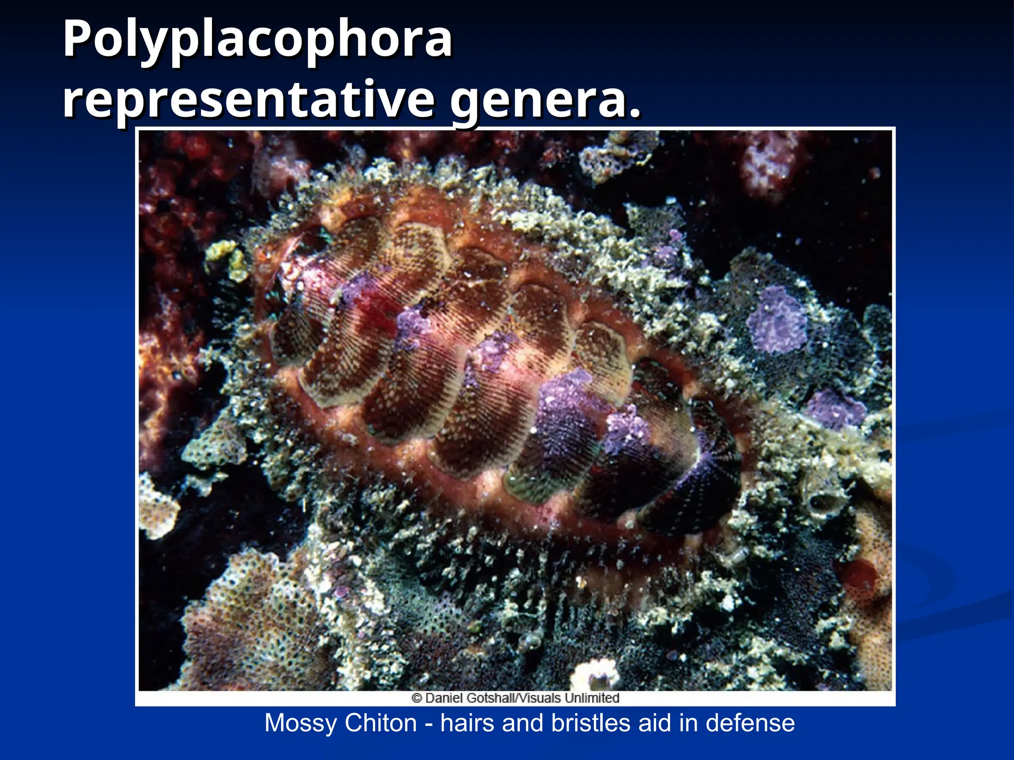 Class-Classification of Mollusca upto class.ppt