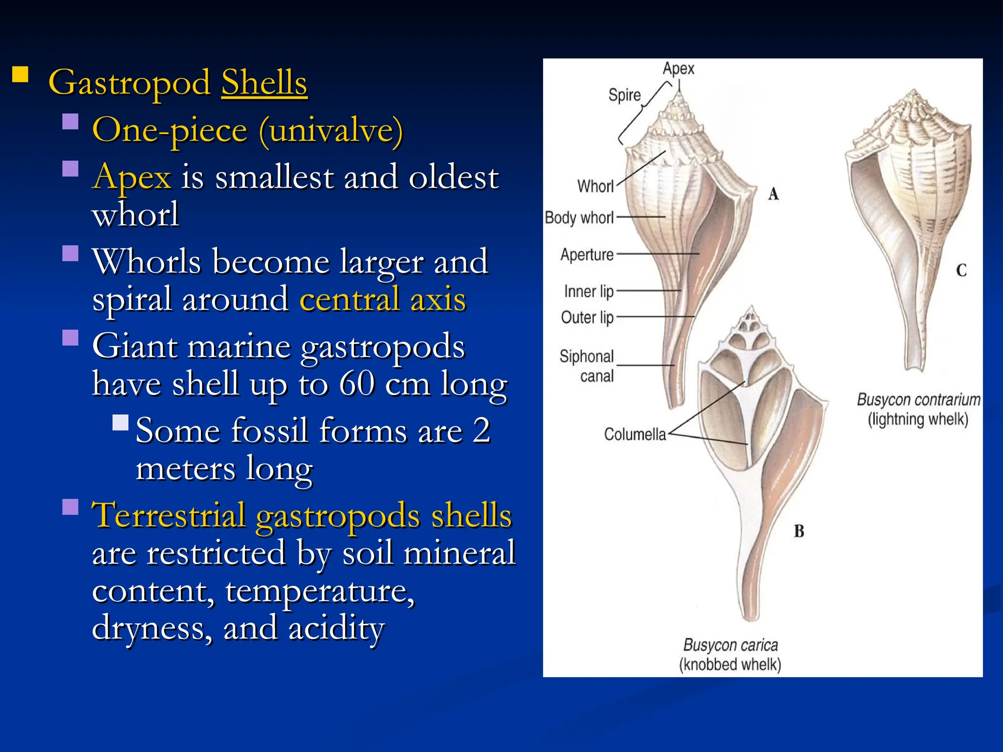Class-Classification of Mollusca upto class.ppt
