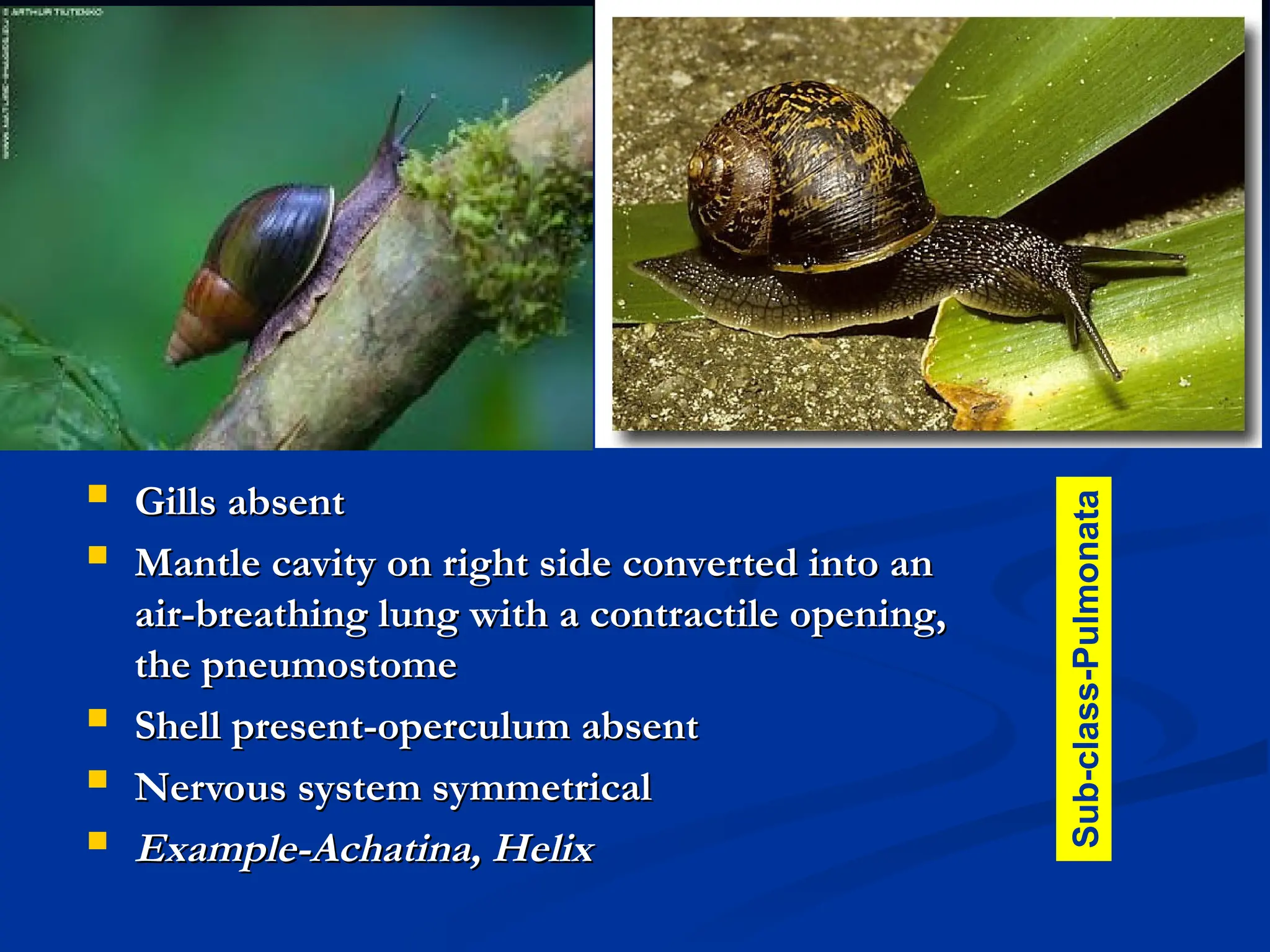 Class-Classification of Mollusca upto class.ppt