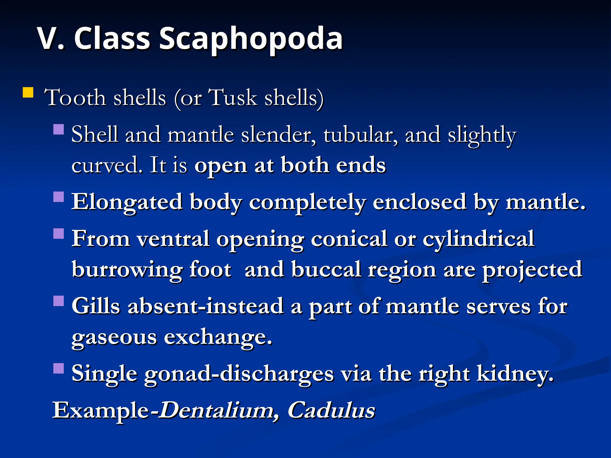 Class-Classification of Mollusca upto class.ppt