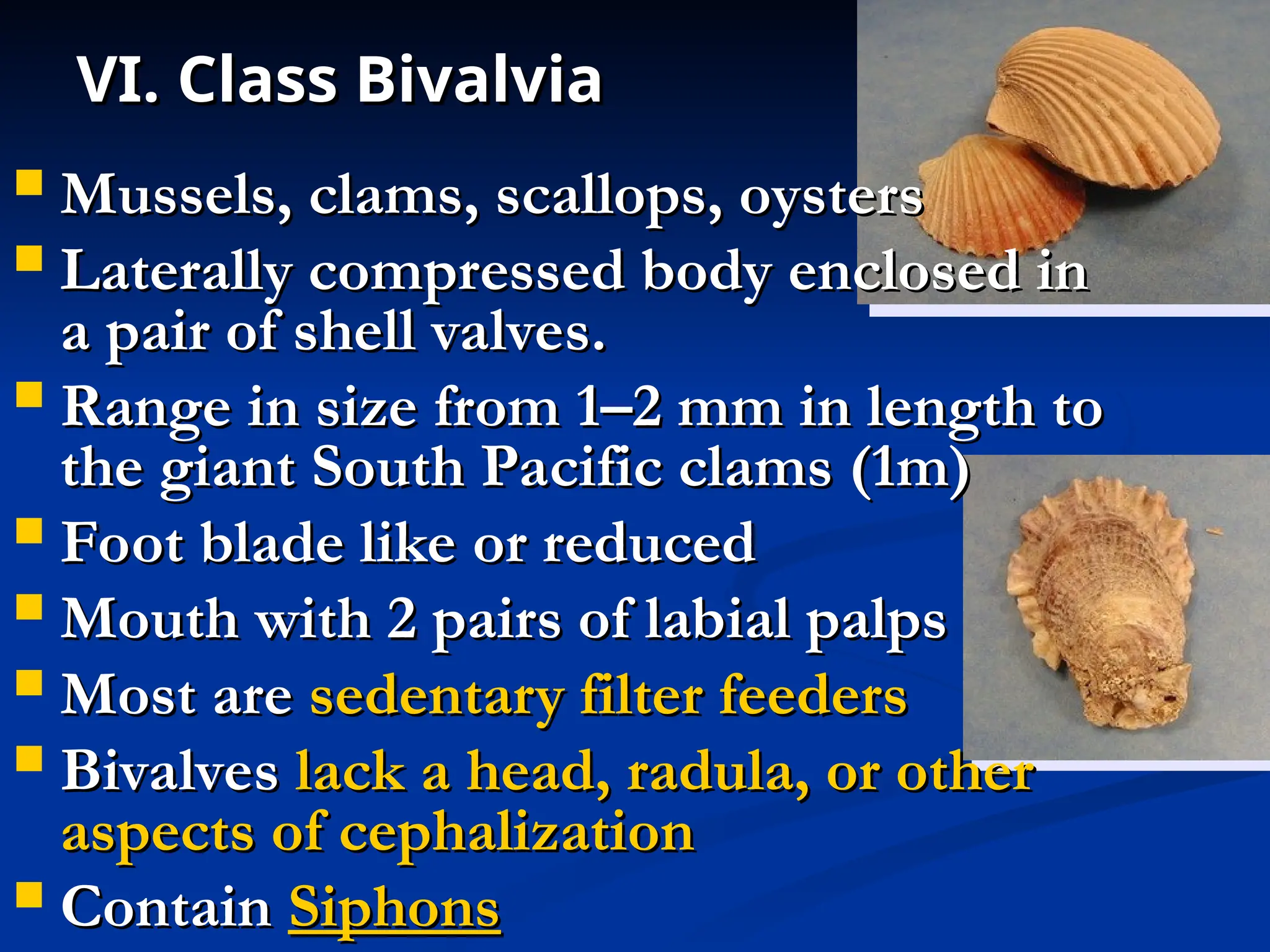 Class-Classification of Mollusca upto class.ppt