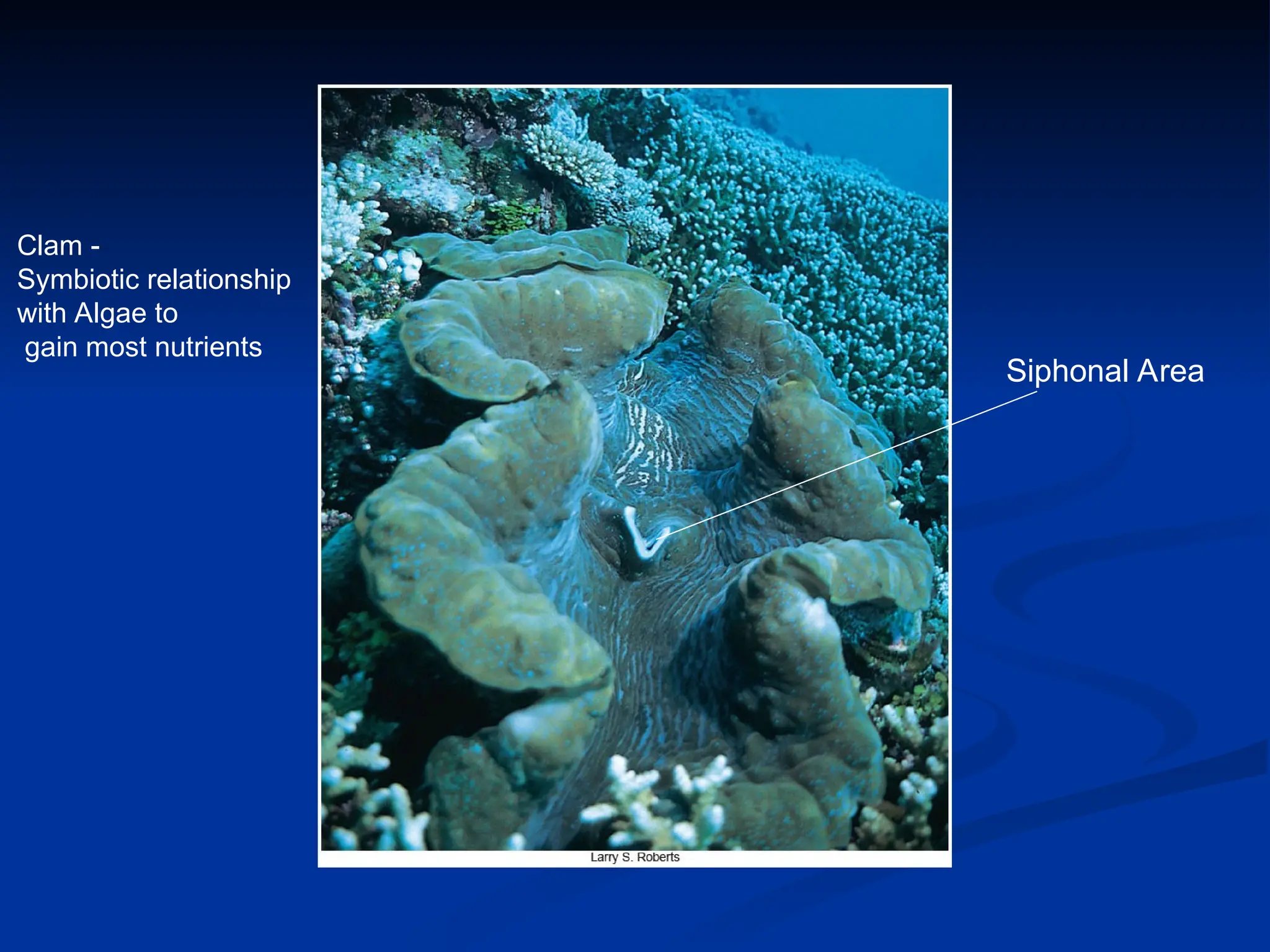 Class-Classification of Mollusca upto class.ppt