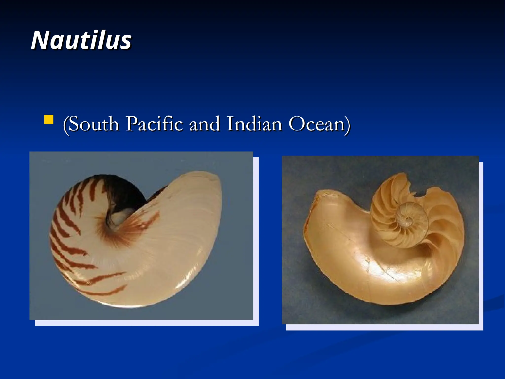 Class-Classification of Mollusca upto class.ppt