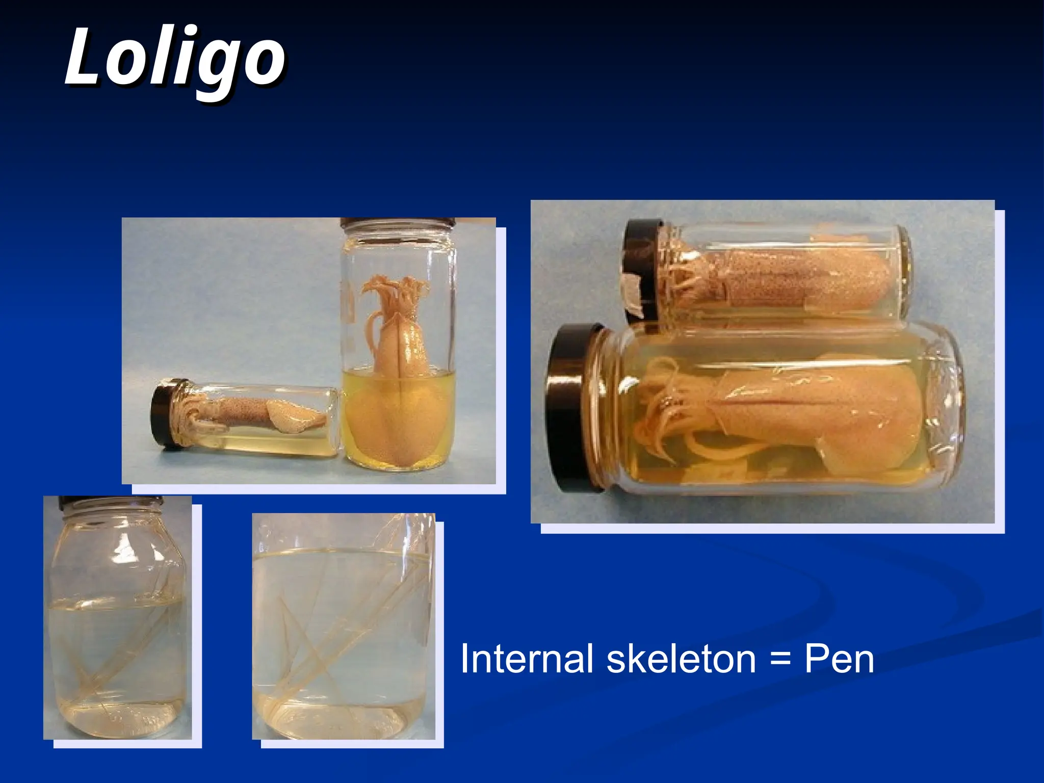 Class-Classification of Mollusca upto class.ppt
