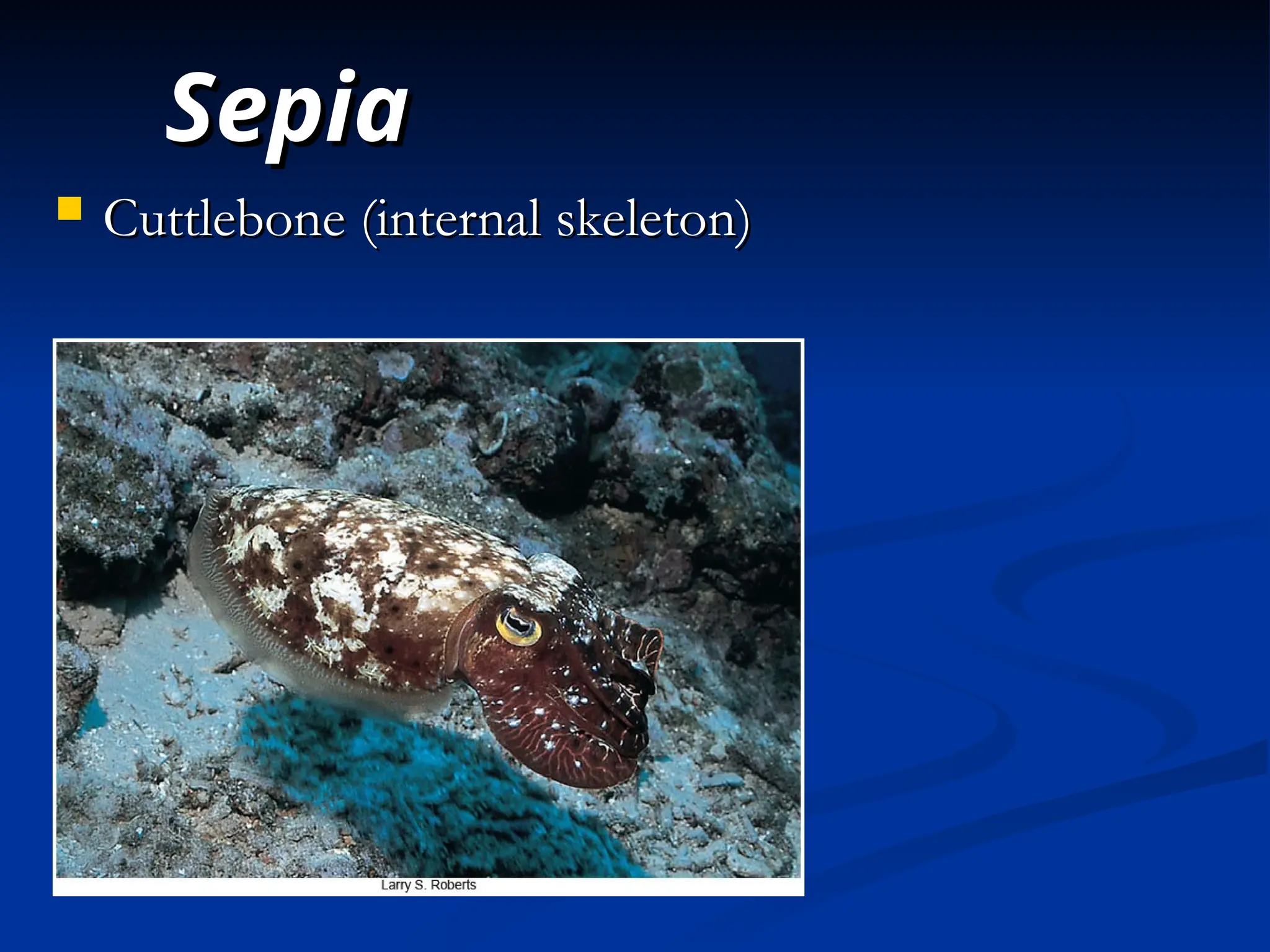 Class-Classification of Mollusca upto class.ppt