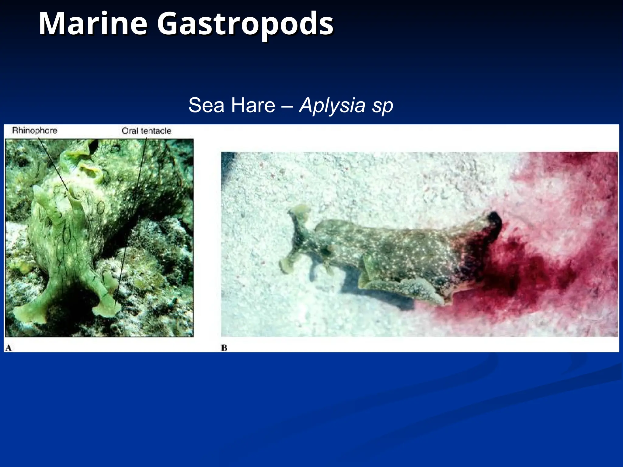Class-Classification of Mollusca upto class.ppt