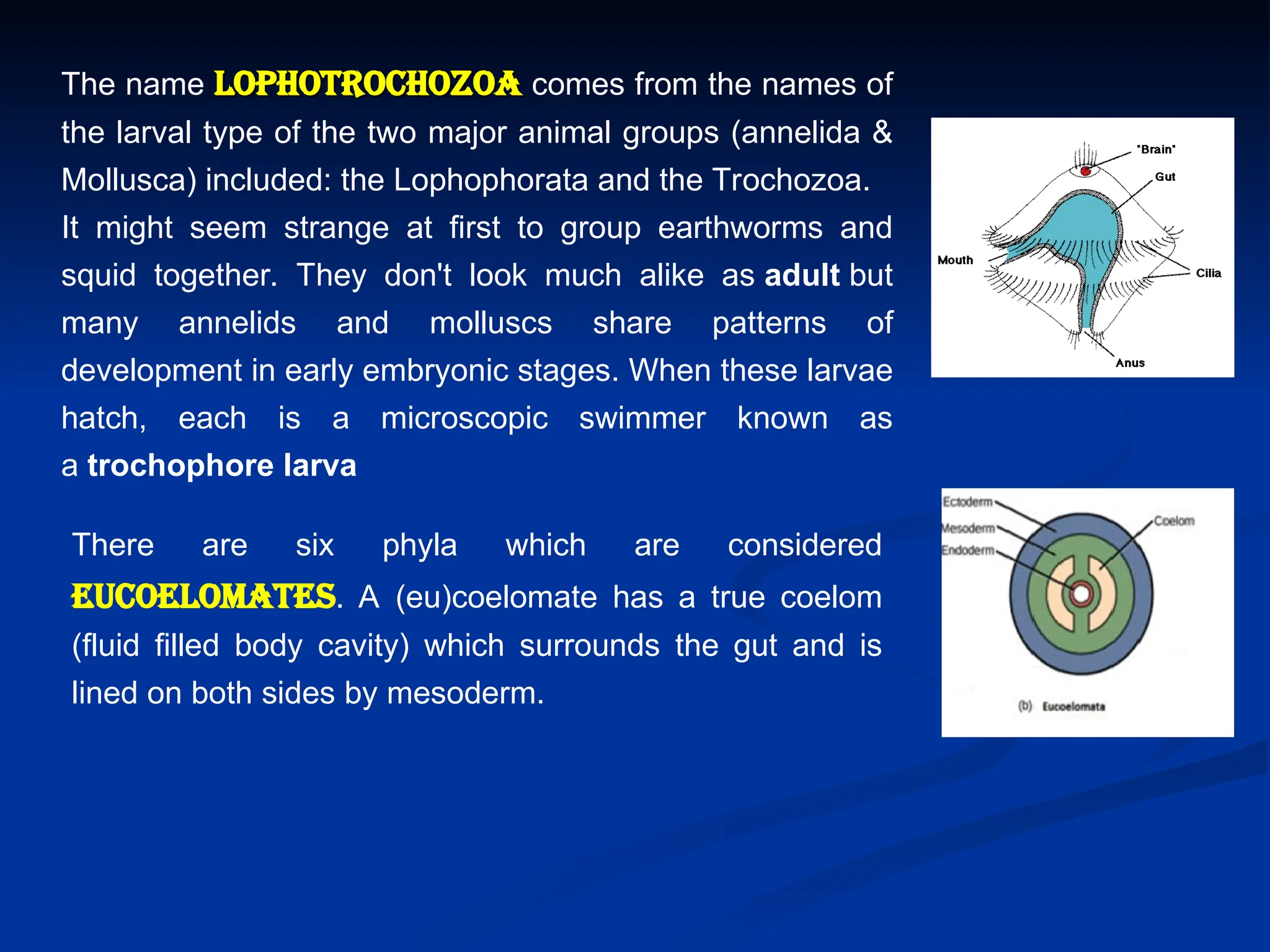 Class-Classification of Mollusca upto class.ppt