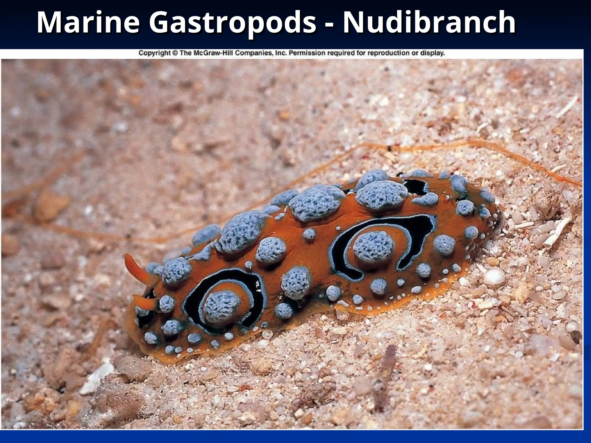 Class-Classification of Mollusca upto class.ppt