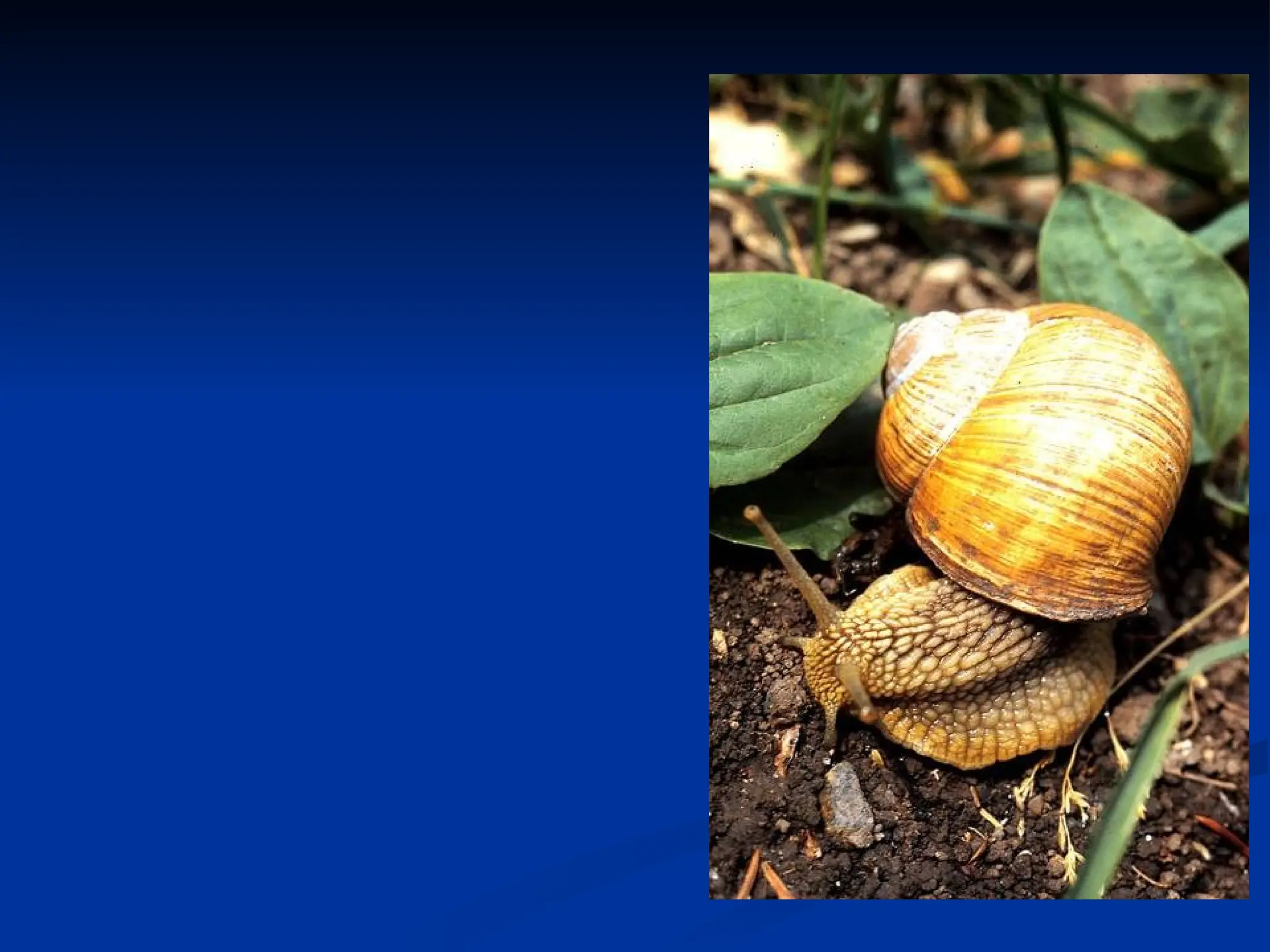Class-Classification of Mollusca upto class.ppt