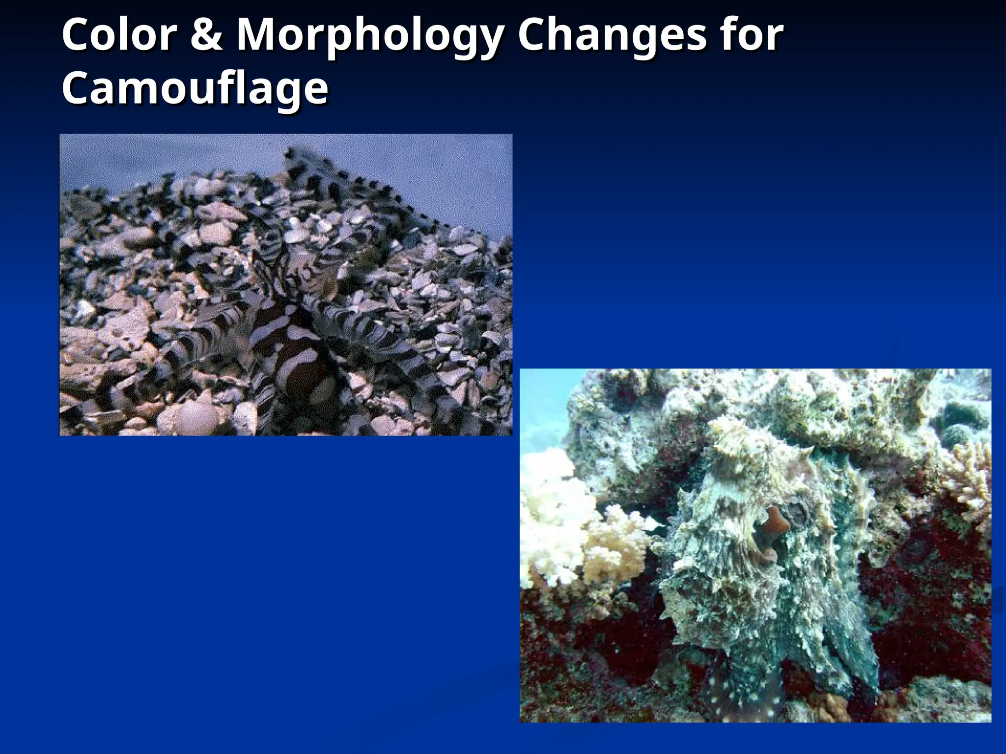 Class-Classification of Mollusca upto class.ppt