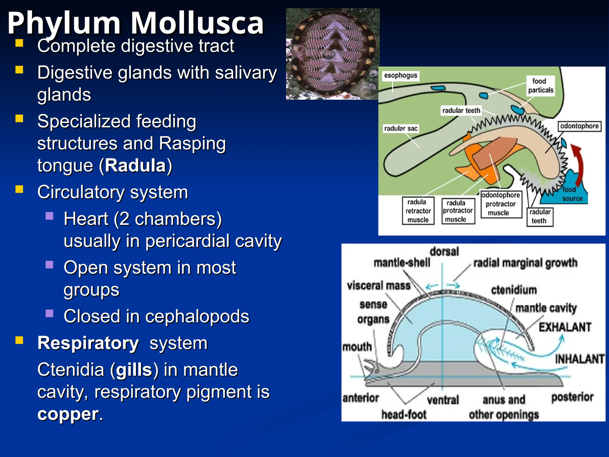 Class-Classification of Mollusca upto class.ppt