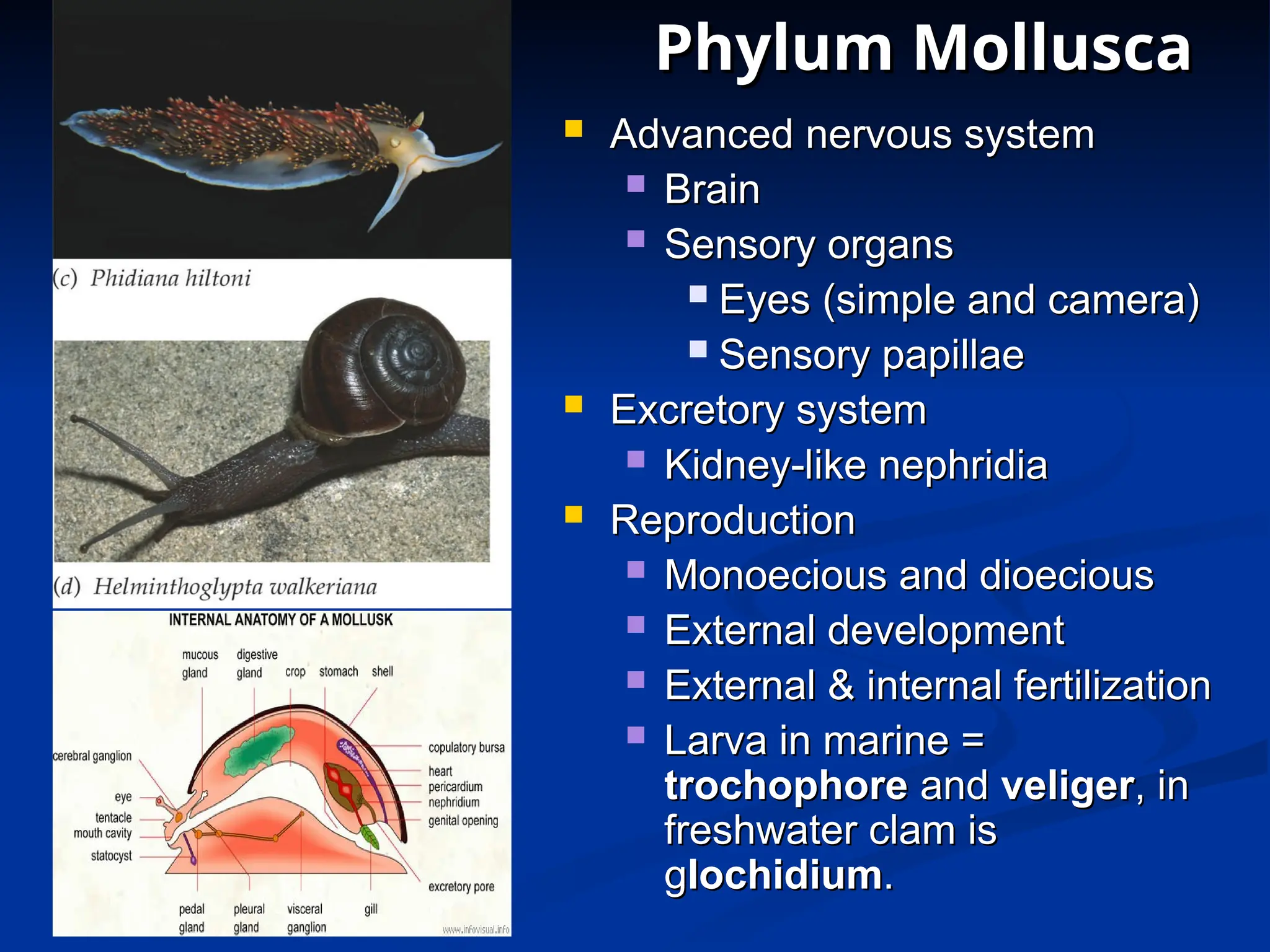 Class-Classification of Mollusca upto class.ppt