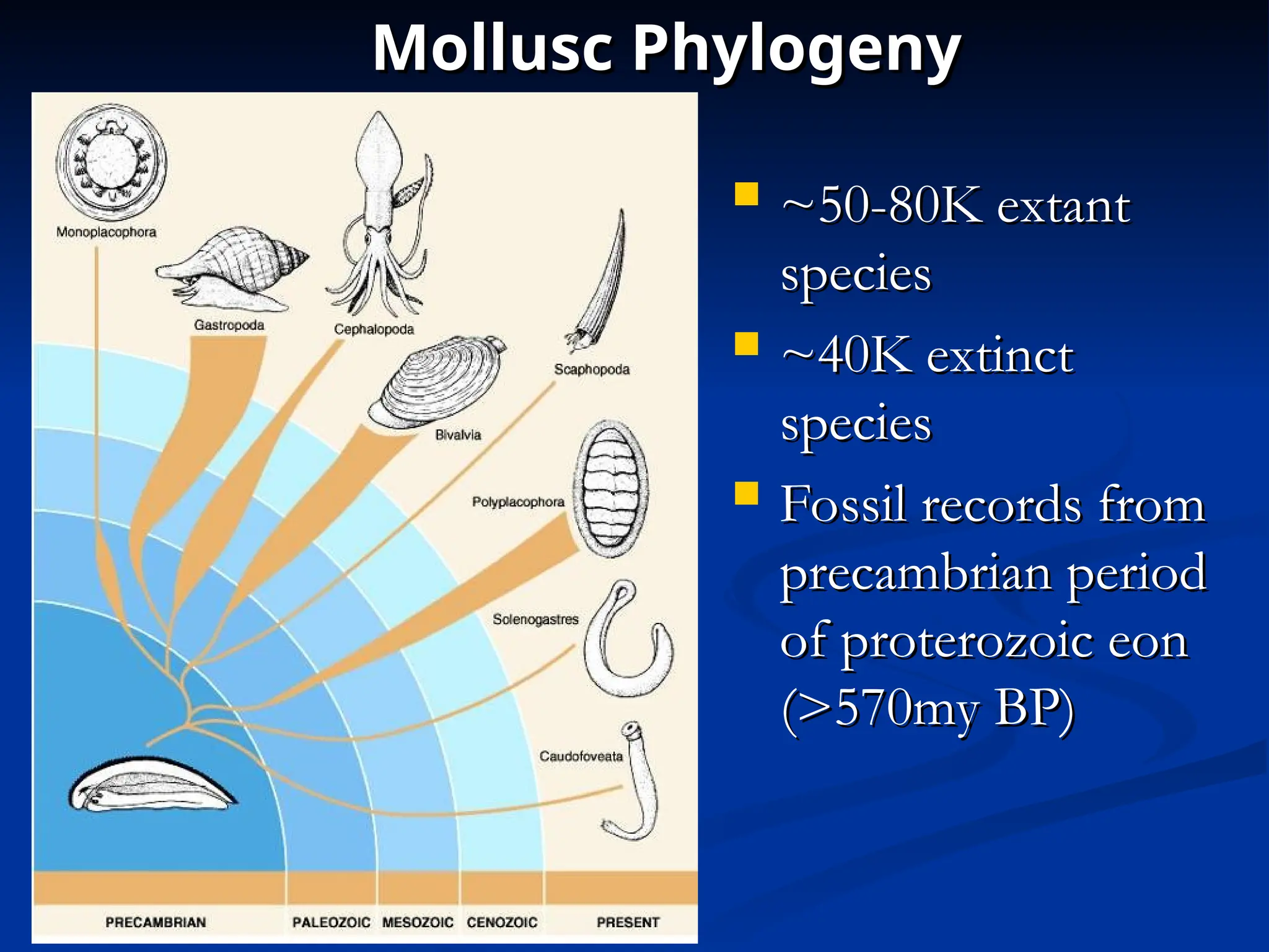 Class-Classification of Mollusca upto class.ppt