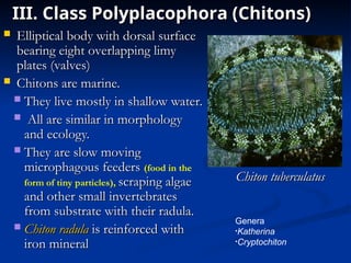 Class-Classification of Mollusca upto class.ppt