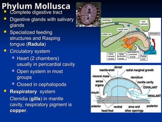 Class-Classification of Mollusca upto class.ppt