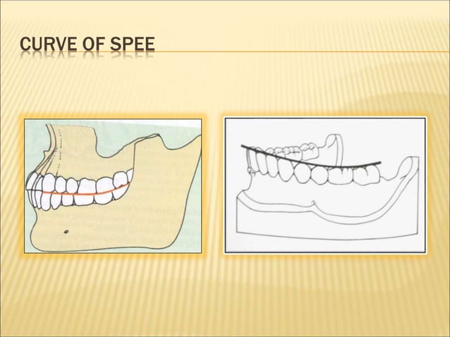 Class-Concept of occlusion O.ppt | Dental Health | Diseases and Conditions