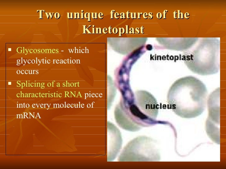Class Kinetoplasta