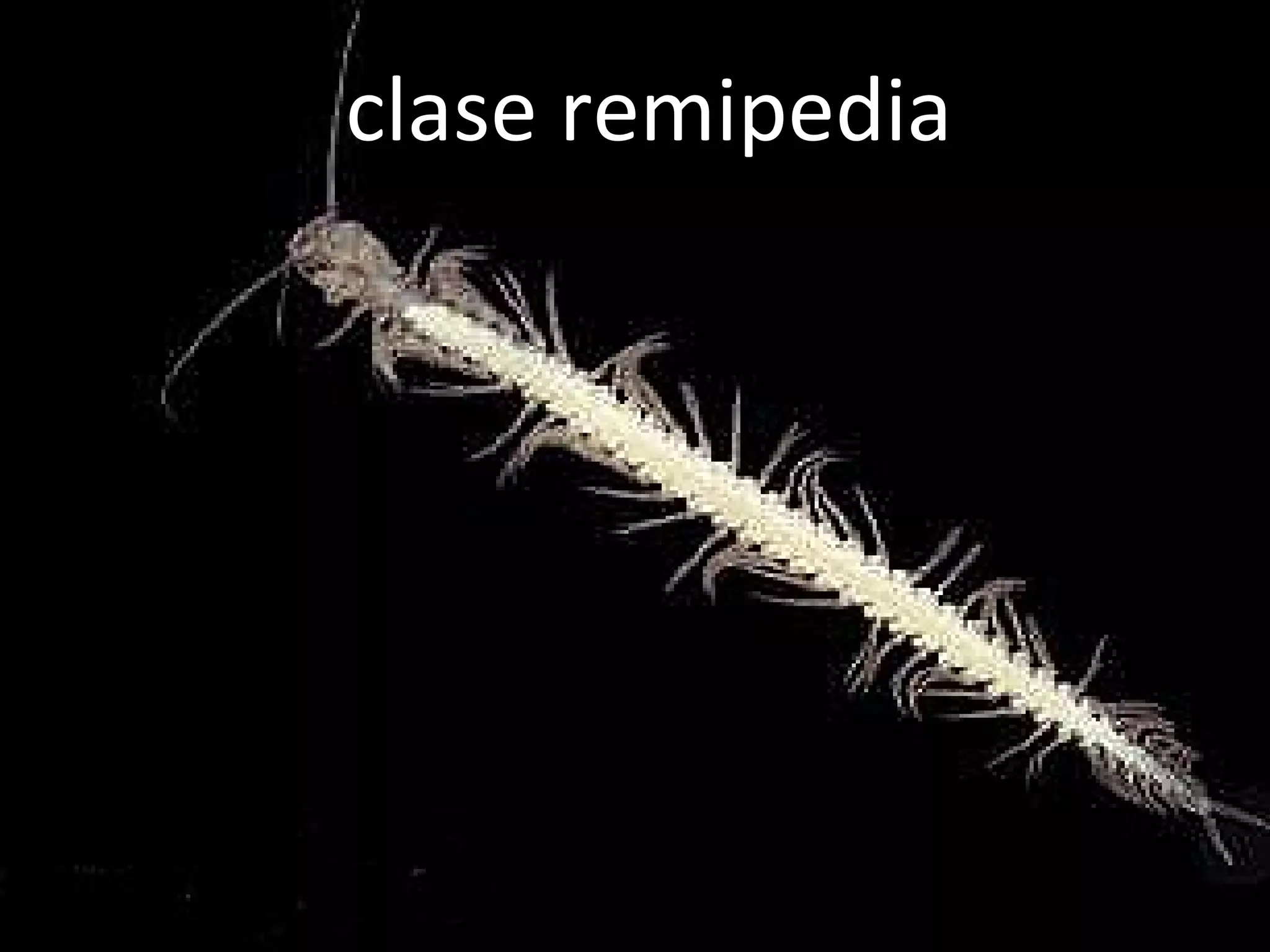 Remipedia | PPT