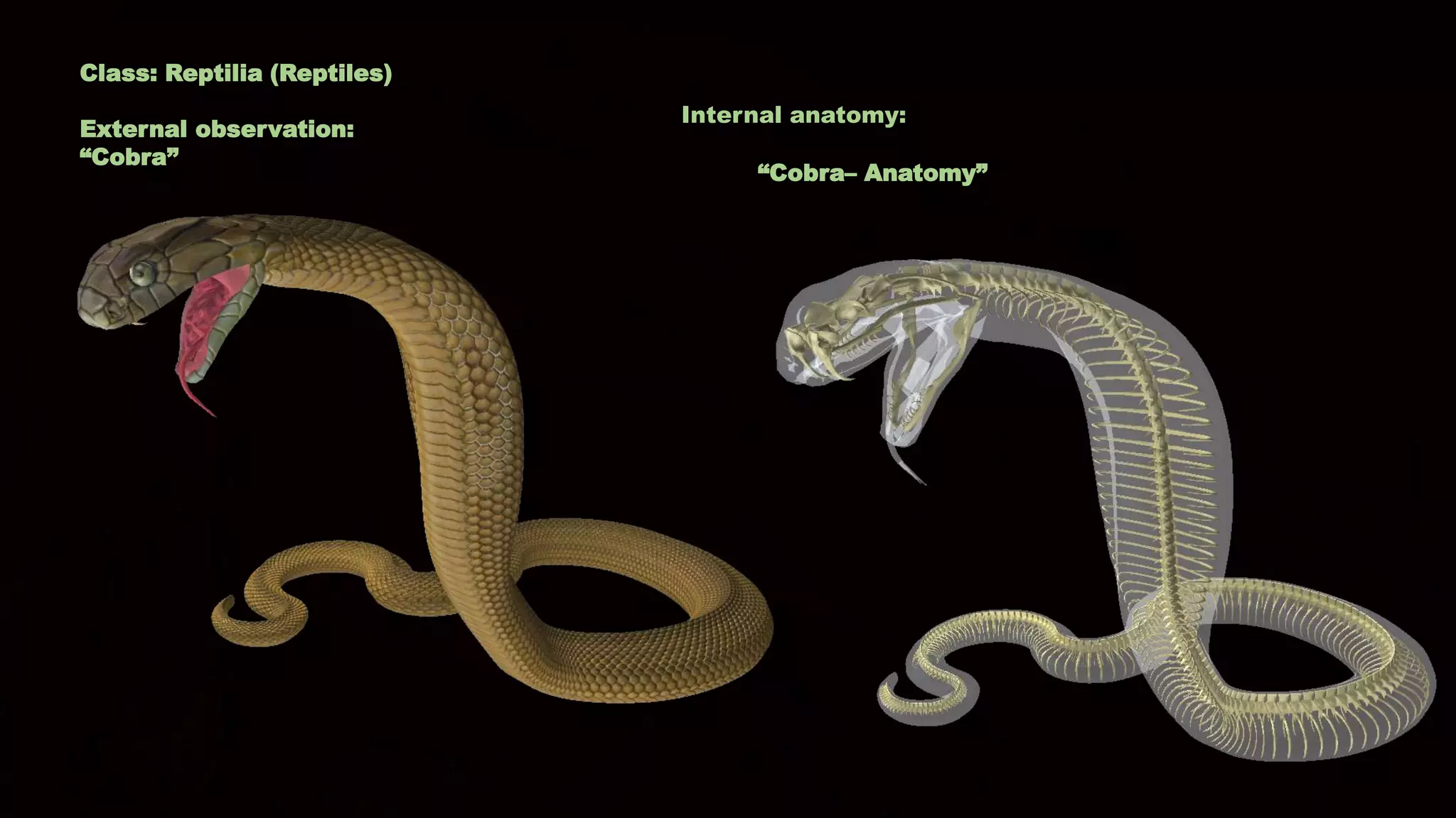 Class-Reptilia -sky | PPT