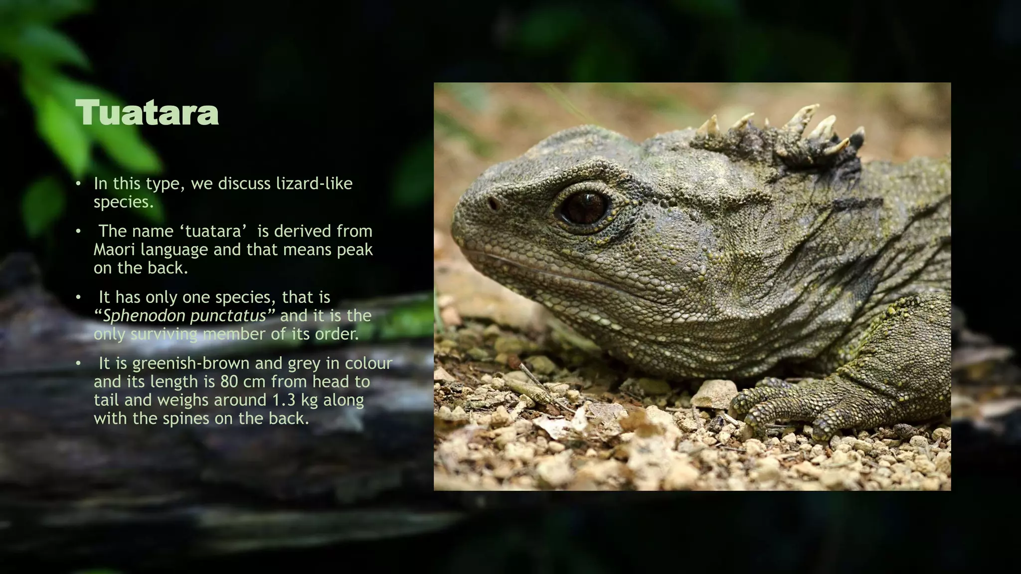 Class-Reptilia -sky | PPT