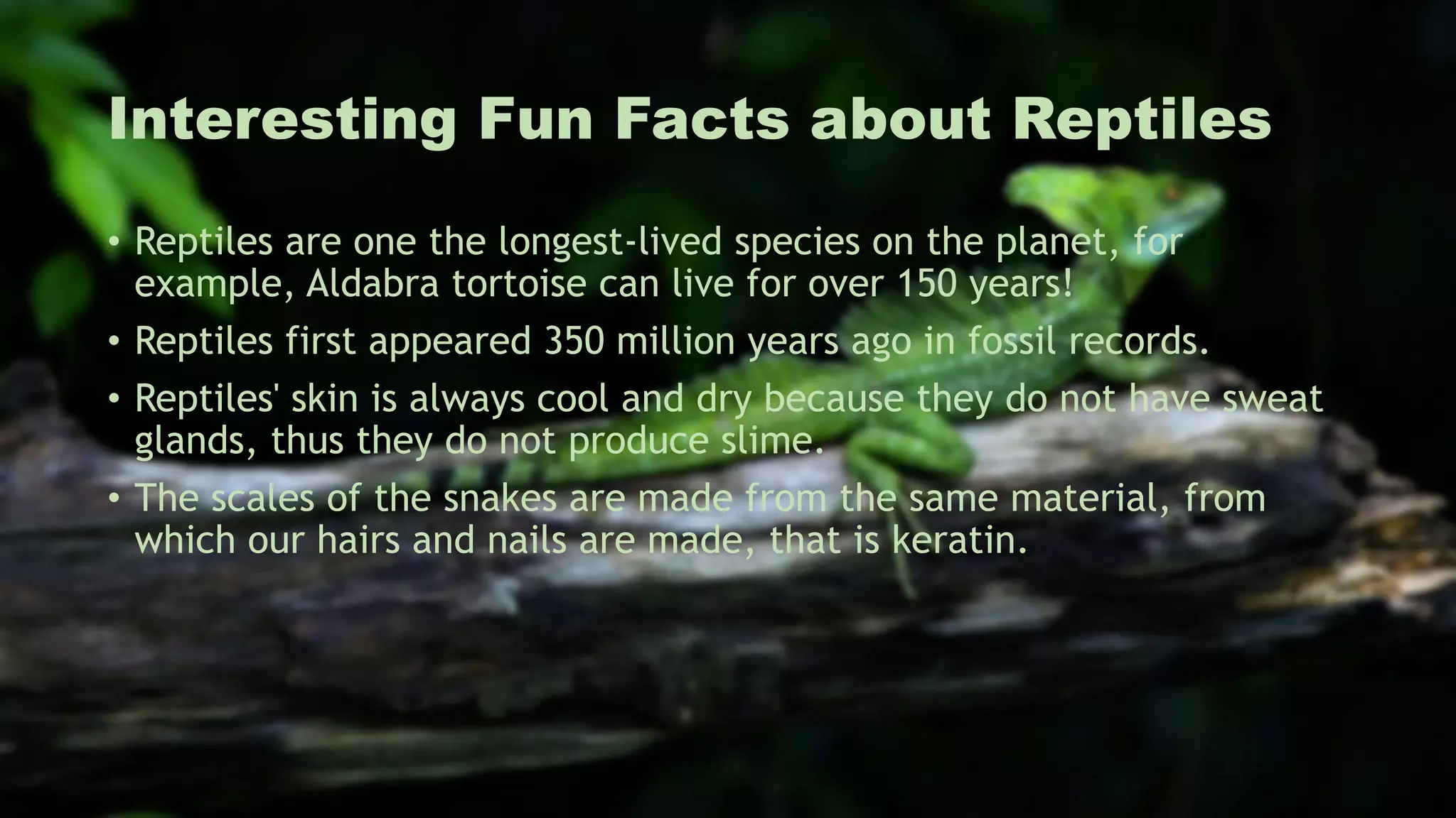 Class-Reptilia -sky | PPT