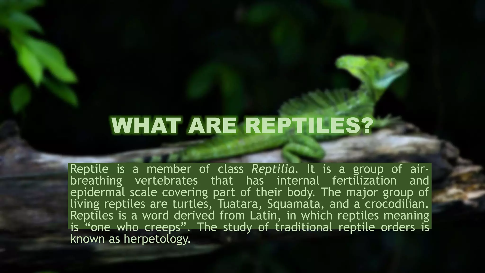 Class-Reptilia -sky | PPT