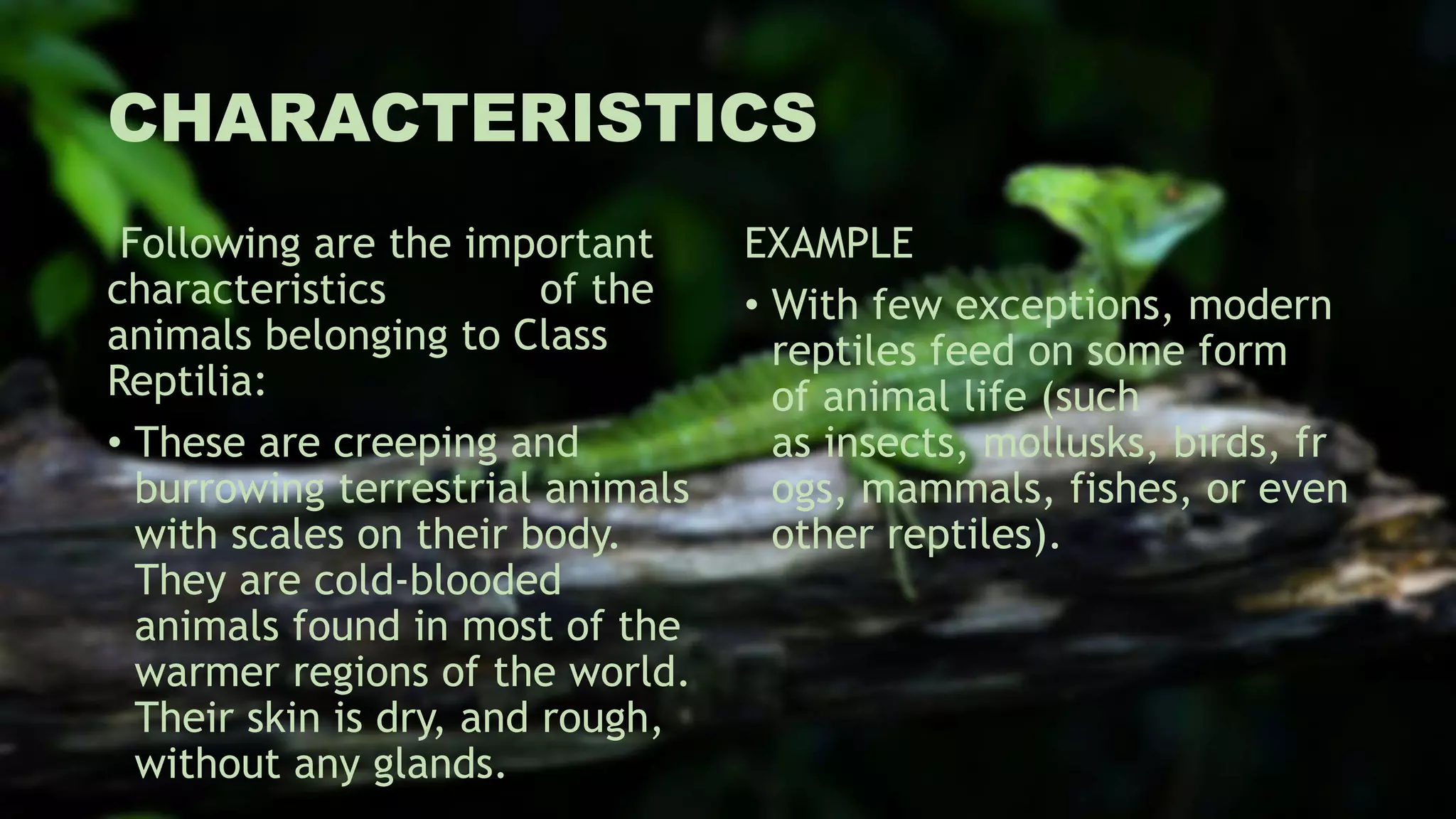 Class-Reptilia -sky | PPT