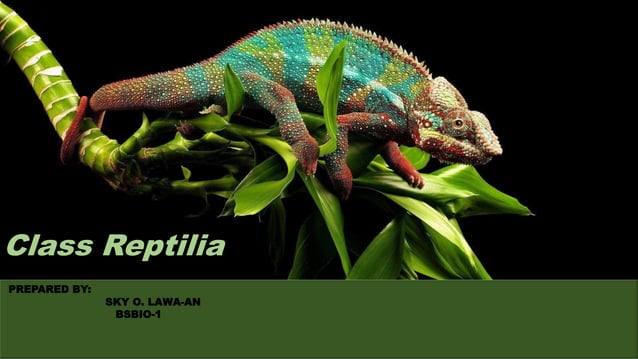 Class-Reptilia -sky | PPT