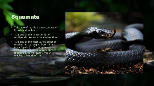 Class-Reptilia -sky | PPT