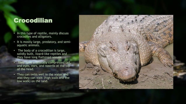 Class-Reptilia -sky | PPT