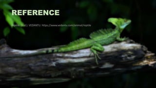 Class-Reptilia -sky | PPT