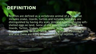 Class-Reptilia -sky | PPT