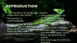 Class-Reptilia -sky | PPT