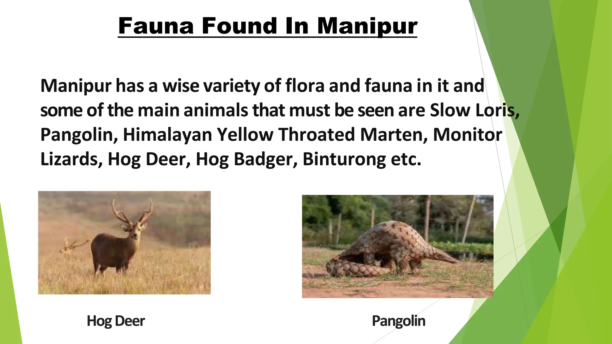 Class- VII Plants and Animals found in Haryana & Manipur.pptx