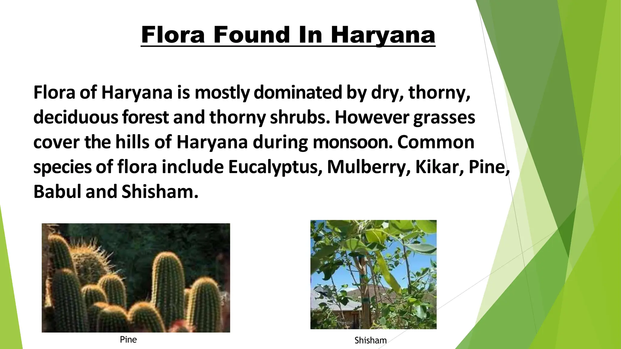 Class- VII Plants and Animals found in Haryana & Manipur.pptx