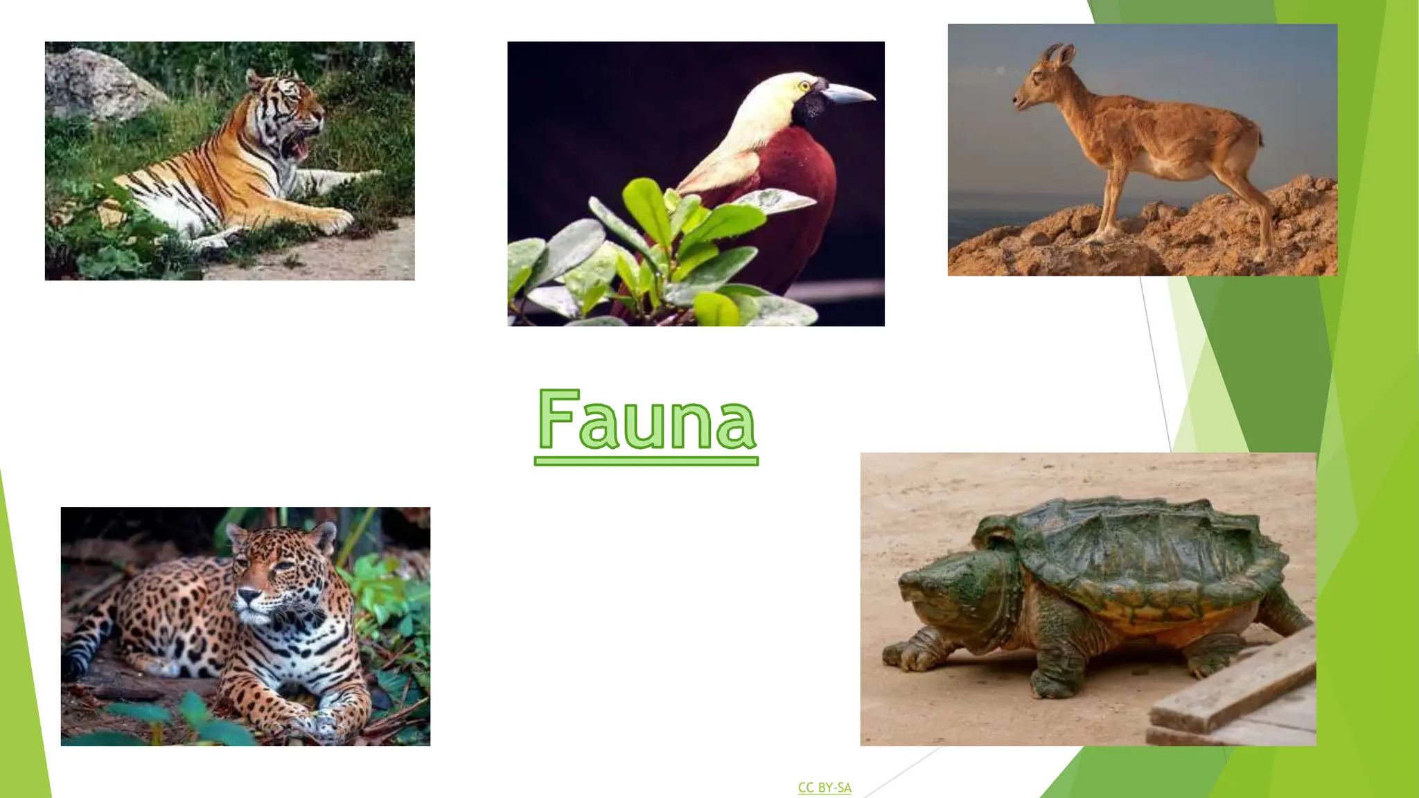 Class- VII Plants and Animals found in Haryana & Manipur.pptx