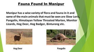 Class- VII Plants and Animals found in Haryana & Manipur.pptx