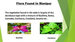 Class- VII Plants and Animals found in Haryana & Manipur.pptx