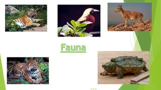 Class- VII Plants and Animals found in Haryana & Manipur.pptx