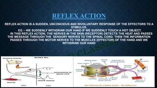 CLASS-XTH(Control and coordination).pptx