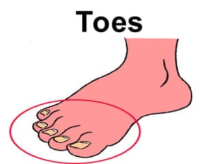 Class 01 - Parts of the body.ppt lesson on the parts of the body | PPT