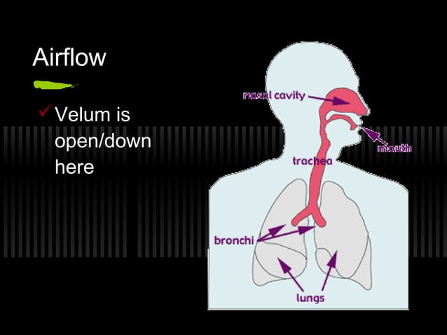 Class 07 emerson_phonetics_fall2014_source_filter_vowels_velum ...