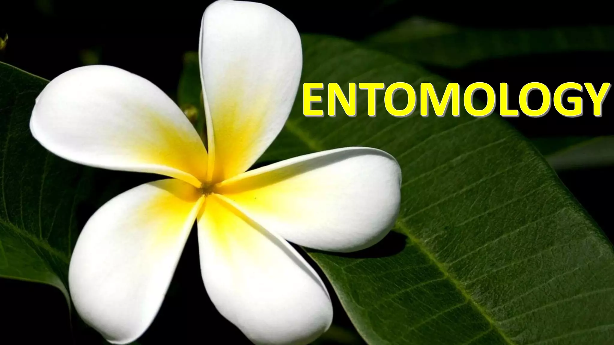 Introduction to entomology | PPTX